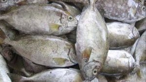 Harga Ikan Baronang - Berikut.id