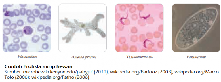 Klasifikasi Makhluk Hidup Kingdom Protista - Berikut.id
