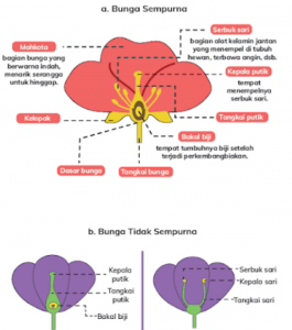 Materi Bagian Bunga dan Perkembangbiakan Tumbuhan - Berikut.id
